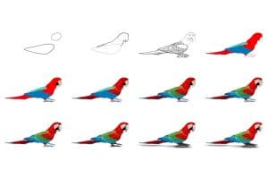 How to Draw a Parrot - A Fun and Colorful Parrot Drawing