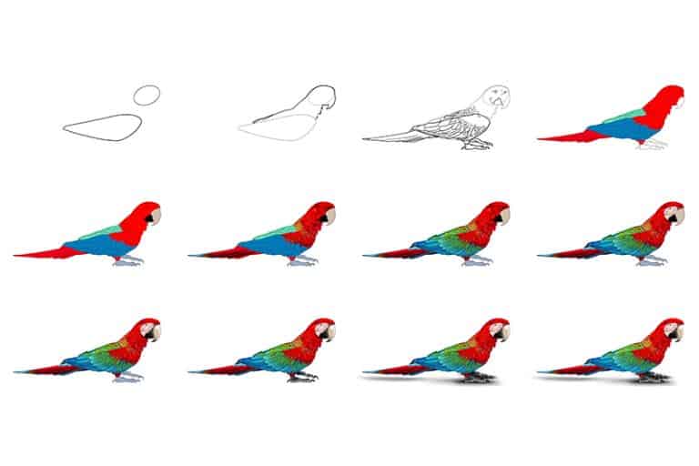 How to Draw a Parrot - A Fun and Colorful Parrot Drawing