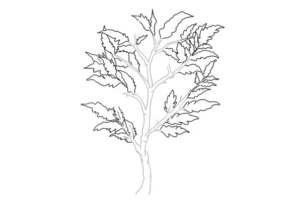 How to Draw a Plant - A Step-by-Step Plant Drawing