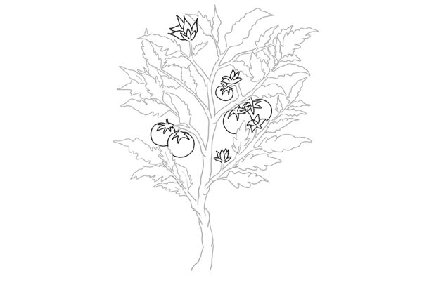 How to Draw a Plant - A Step-by-Step Plant Drawing