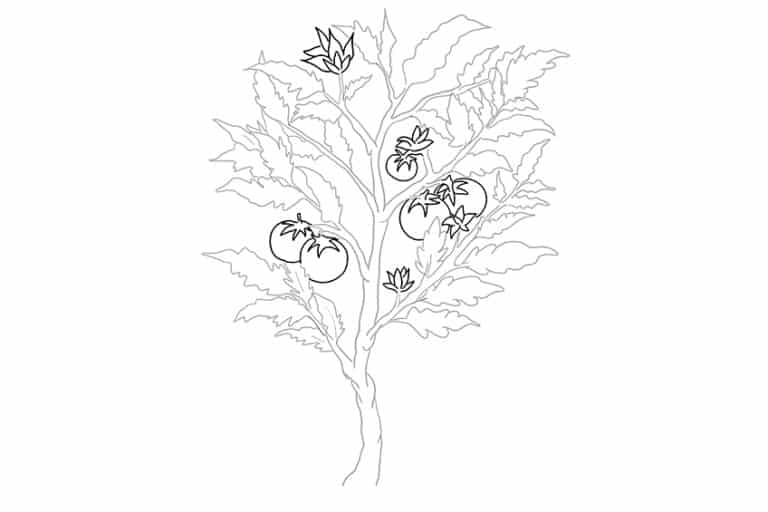How to Draw a Plant - A Step-by-Step Plant Drawing