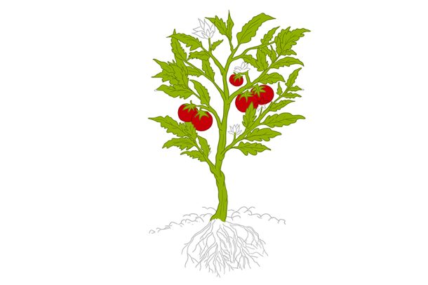 How to Draw a Plant - A Step-by-Step Plant Drawing