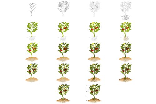 How to Draw a Plant - A Step-by-Step Plant Drawing