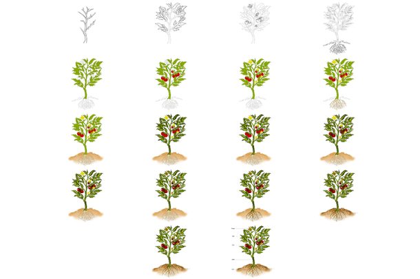 How to Draw a Plant - A Step-by-Step Plant Drawing