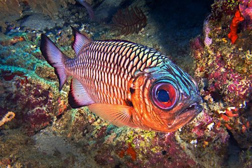 Salmon Color - All You Need to Know About the Color Salmon