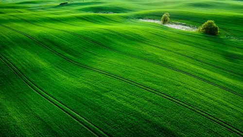 Forest Green Color - Explore Unique Shades of Forest Green