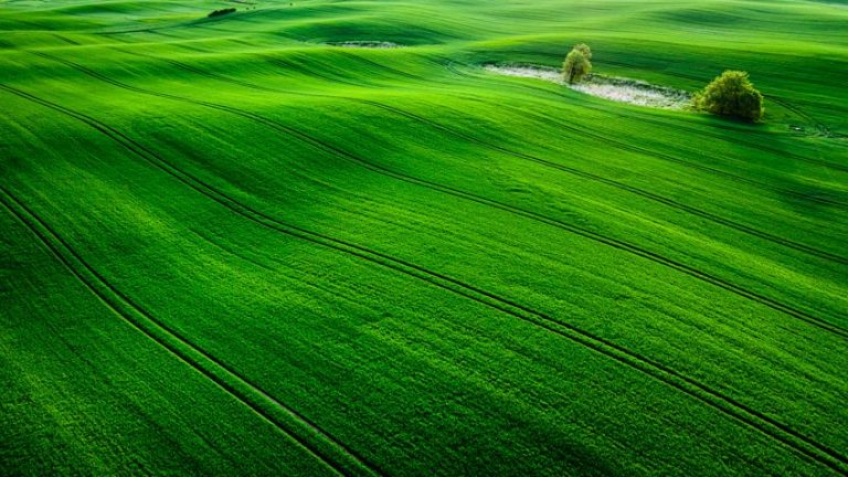 Forest Green Color - Explore Unique Shades of Forest Green