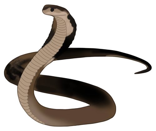 How to Draw a Snake - A Fun and Easy Snake Drawing