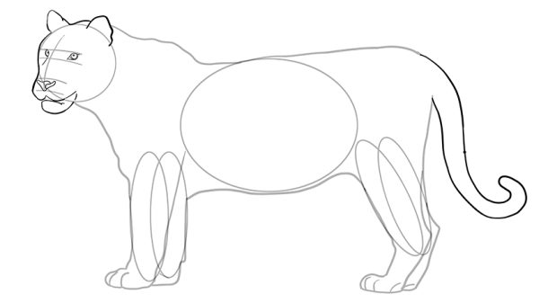 How to Draw a Tiger - A Fun Full Body Tiger Drawing
