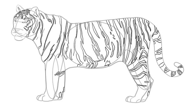 How to Draw a Tiger - A Fun Full Body Tiger Drawing