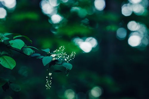 Viridian Color - Creating and Using a Viridian Color Palette