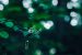 Viridian Color - Creating and Using a Viridian Color Palette