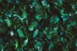 Viridian Color - Creating and Using a Viridian Color Palette
