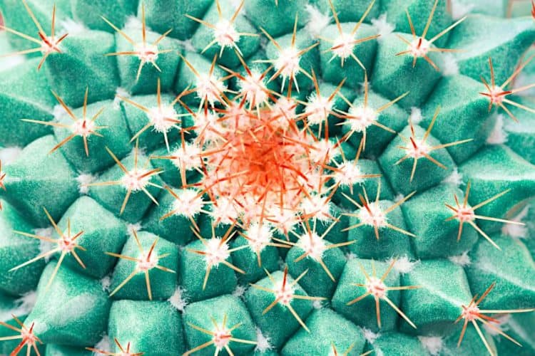 Viridian Color - Creating and Using a Viridian Color Palette