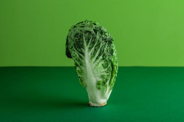 Kelly Green Color - Creating a Kelly Green Color Palette