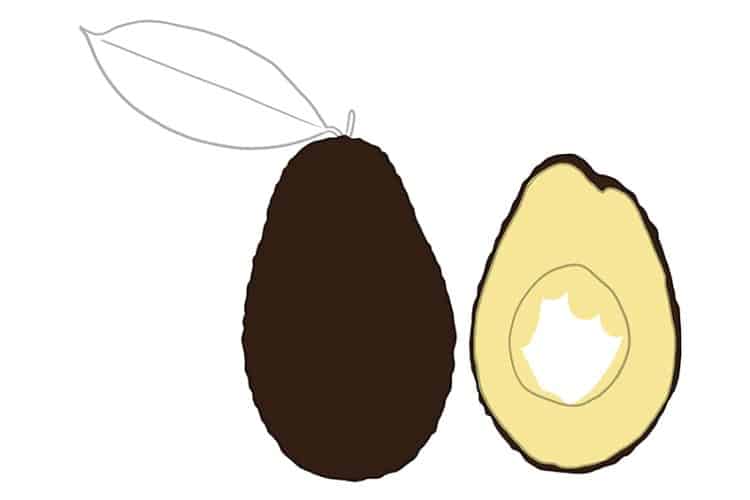 How to Draw an Avocado - Create a Delicious Avocado Drawing