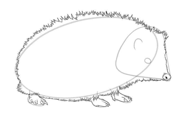 How to Draw a Hedgehog - Create an Adorable Hedgehog Sketch