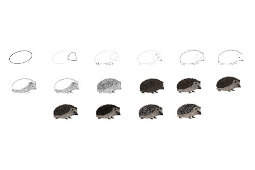 How to Draw a Hedgehog - Create an Adorable Hedgehog Sketch