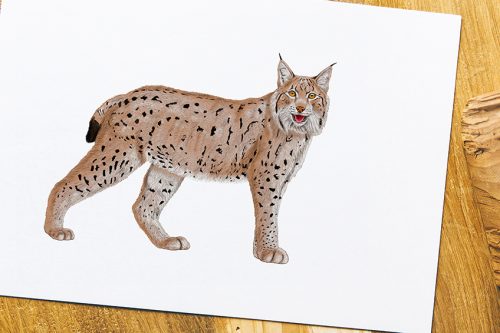 How to Draw a Lynx - Create a Majestic and Stealthy Lynx Sketch