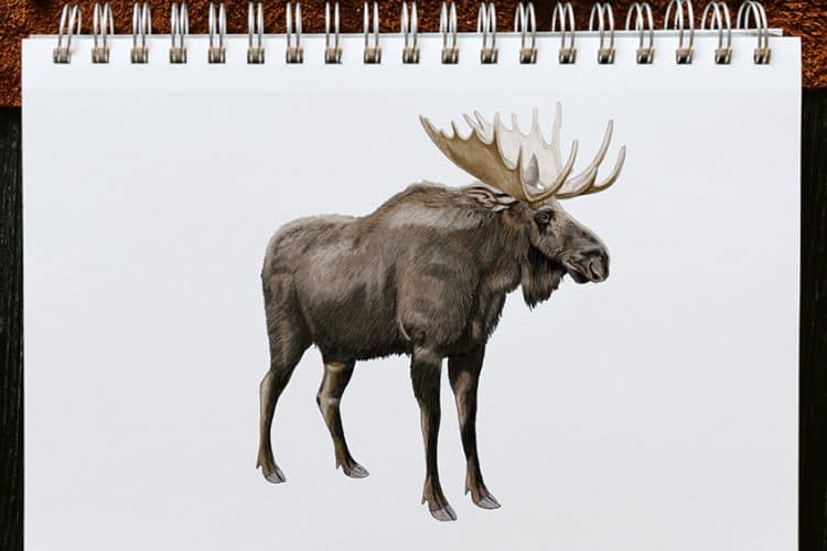 How to Draw a Moose - Create a Majestic Moose Drawing