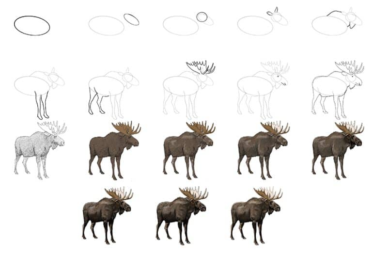 How to Draw a Moose - Create a Majestic Moose Drawing