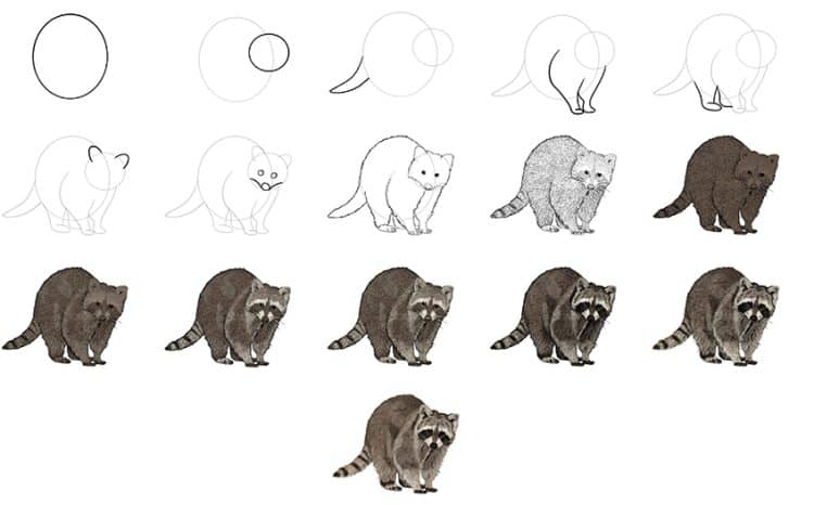 How to Draw a Raccoon - Draw a Mischievous Raccoon Sketch