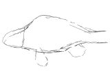 Fish Drawing - An Easy Aquatic Tutorial for Beginners