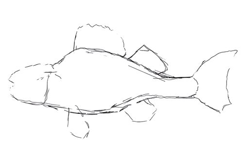 Fish Drawing - An Easy Aquatic Tutorial for Beginners
