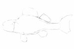 Fish Drawing - An Easy Aquatic Tutorial for Beginners