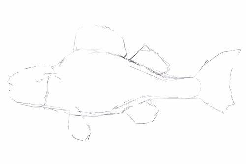 Fish Drawing - An Easy Aquatic Tutorial for Beginners
