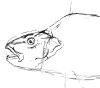 Fish Drawing - An Easy Aquatic Tutorial for Beginners
