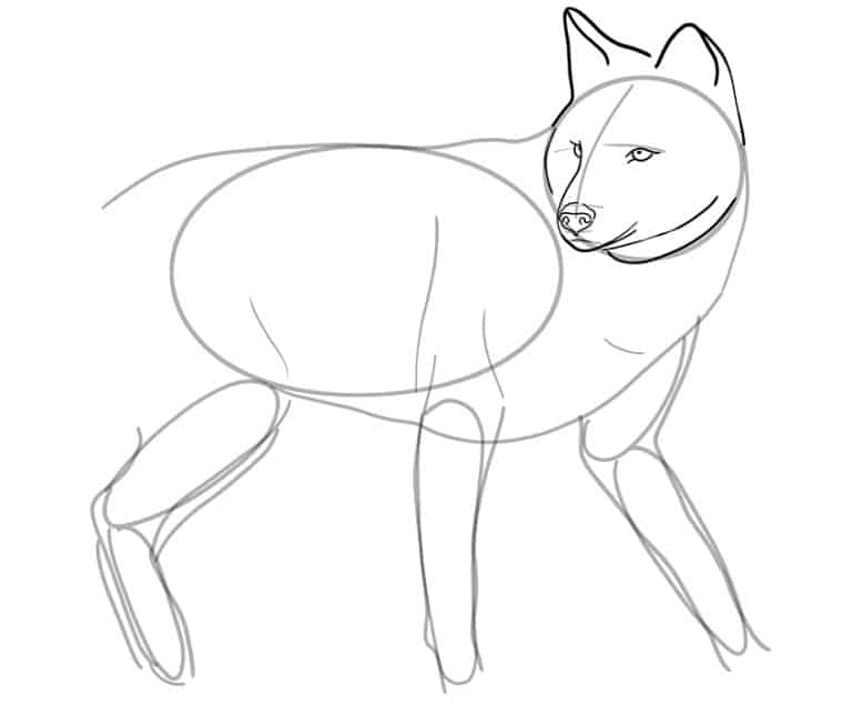 How to Draw a Coyote - Create a Cunning Coyote Drawing