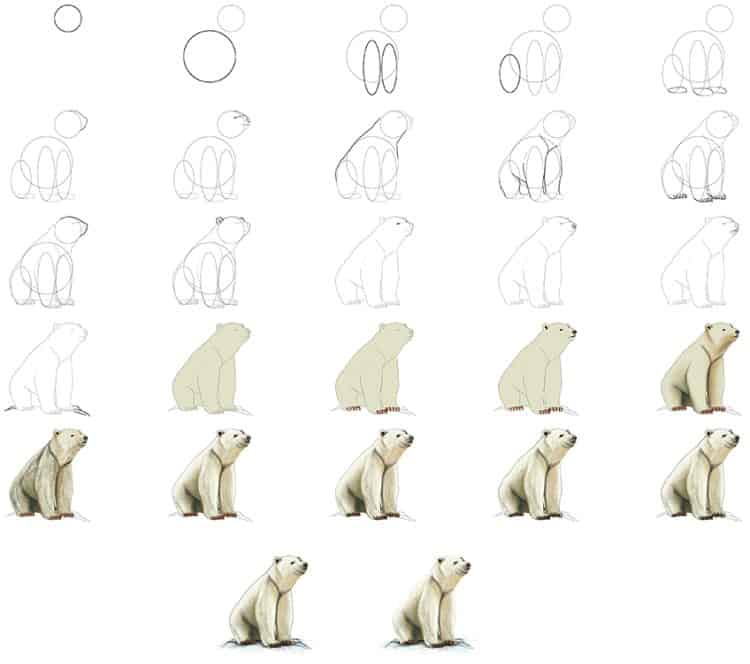 How to Draw a Polar Bear - Draw a Cute and Cuddly Polar Bear