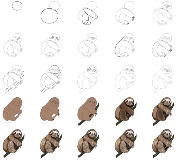 How to Draw a Sloth - Create an Adorable Sloth Sketch