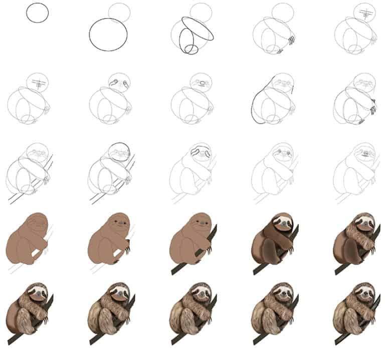 How to Draw a Sloth - Create an Adorable Sloth Sketch