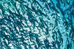 Petrol Blue - Learn All About the Petrol Blue Color