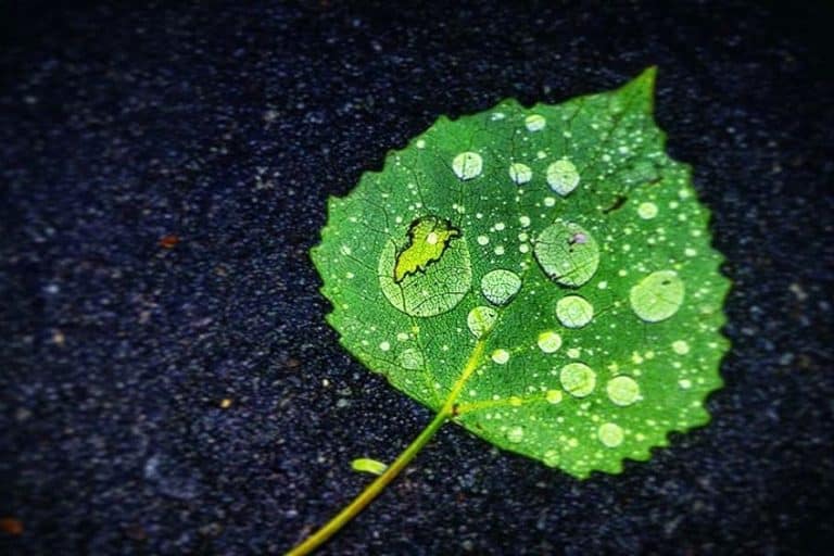 Emphasis in Photography - What Is Emphasis in Photography?