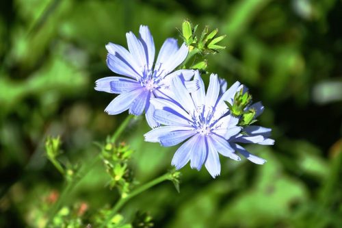 Cornflower Color - Learn What Blues Make the Cornflower Color