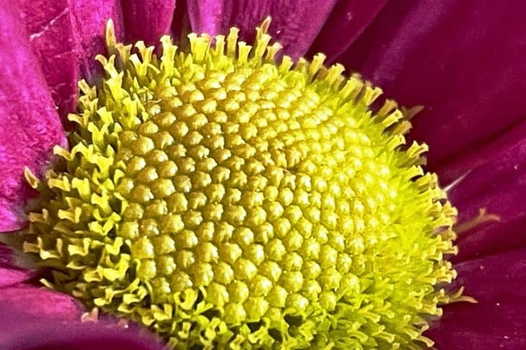 What Does Yellow and Purple Make? - With Mixing Recipes