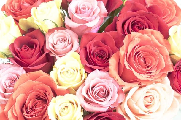 Rose Color - Learn How to Use the Rose Color Palette
