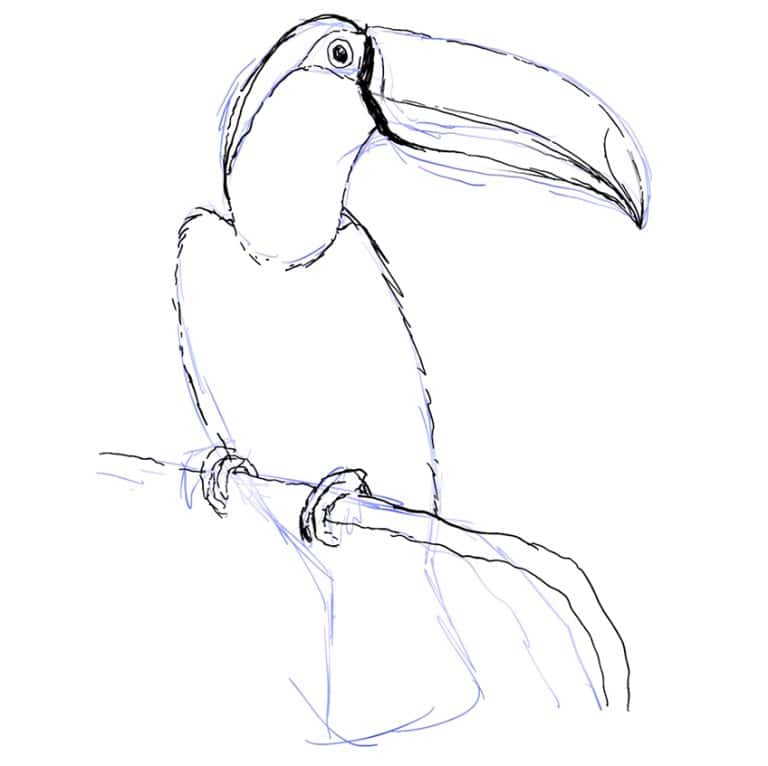 How to Draw a Toucan - A Bright and Tropical Tutorial