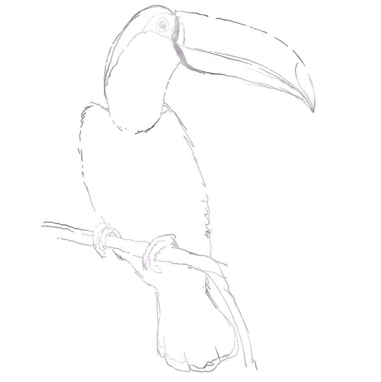 How to Draw a Toucan - A Bright and Tropical Tutorial