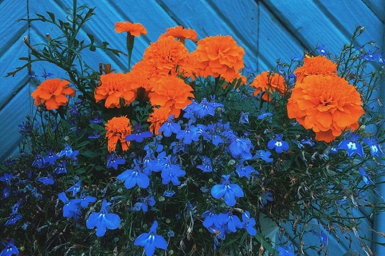 Cerulean Blue - The Color of Serenity