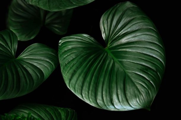 Phthalo Green - All About the Greenish-Blue Pigment