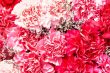 What Does Red and Pink Make? - Explore Warm Shades of Pink