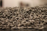"Sunflower Seeds" by Ai Weiwei - An In-Depth Artwork Analysis