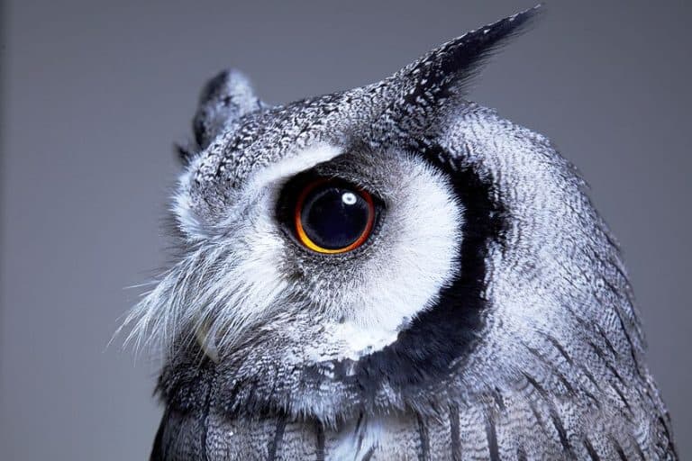 Achromatic Colors - Colors That Contain No Hue or Saturation