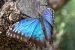 Rarest Color in Nature - The Color That Is Mostly an Optical Illusion