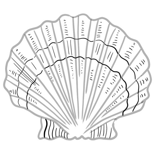 How to Draw a Seashell - Learn to Create Some Coastal Charm