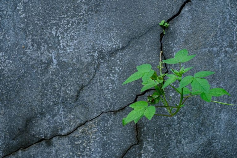 "The Rose That Grew from Concrete" Analysis - A Deep Dive